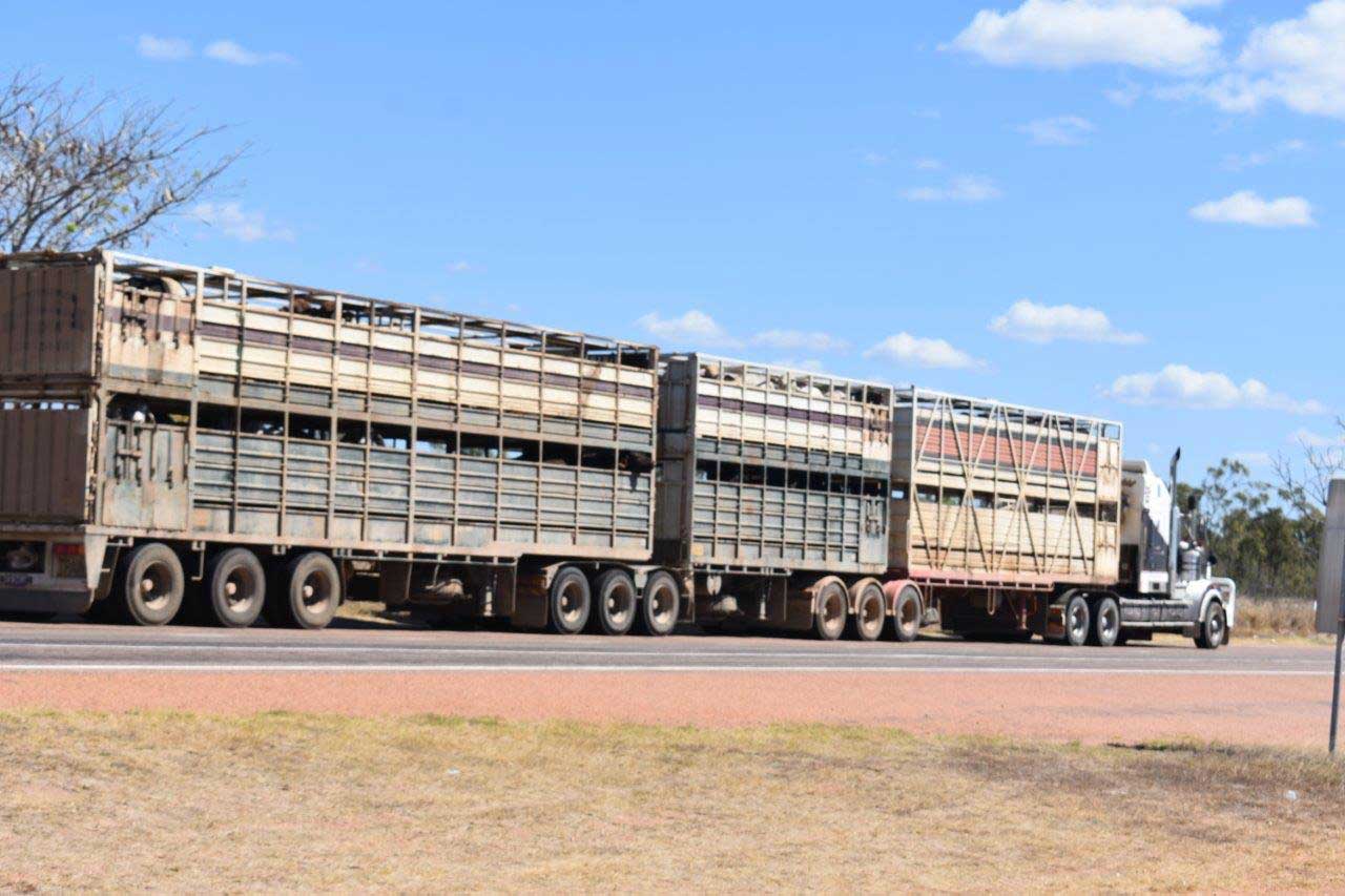 From bull rider to bull transporter