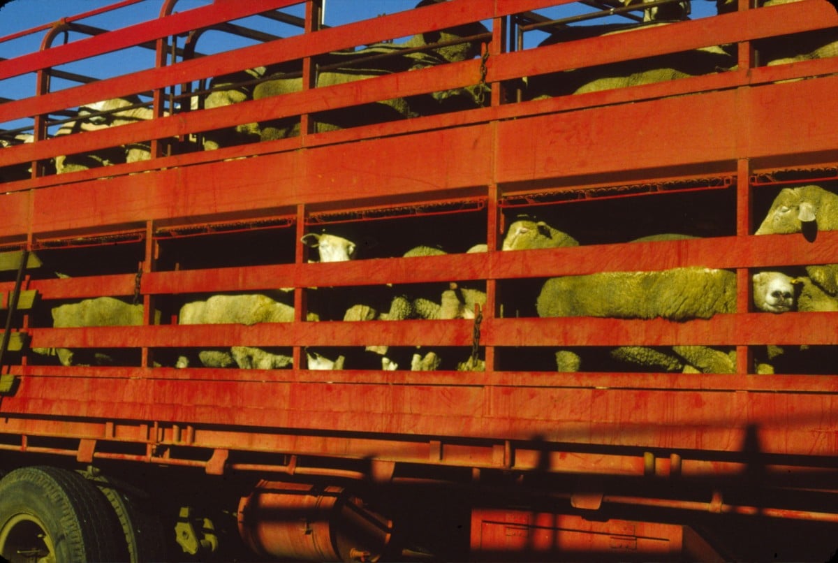 Animal welfare accreditation review for the transport of livestock