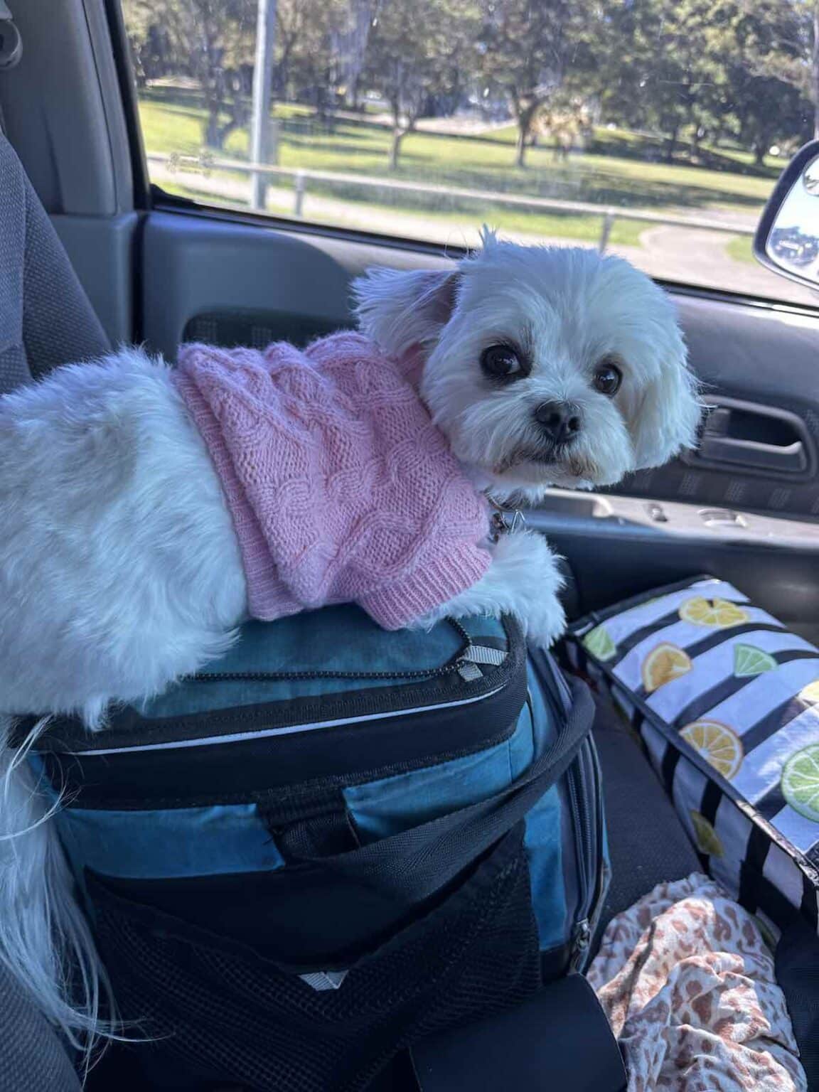 Adorable pooch is the paw-fect companion for Mackay truckie