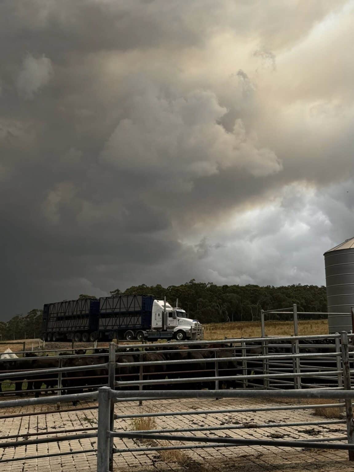 Big-hearted Victorian livestock truckies step up to transport cattle to ...